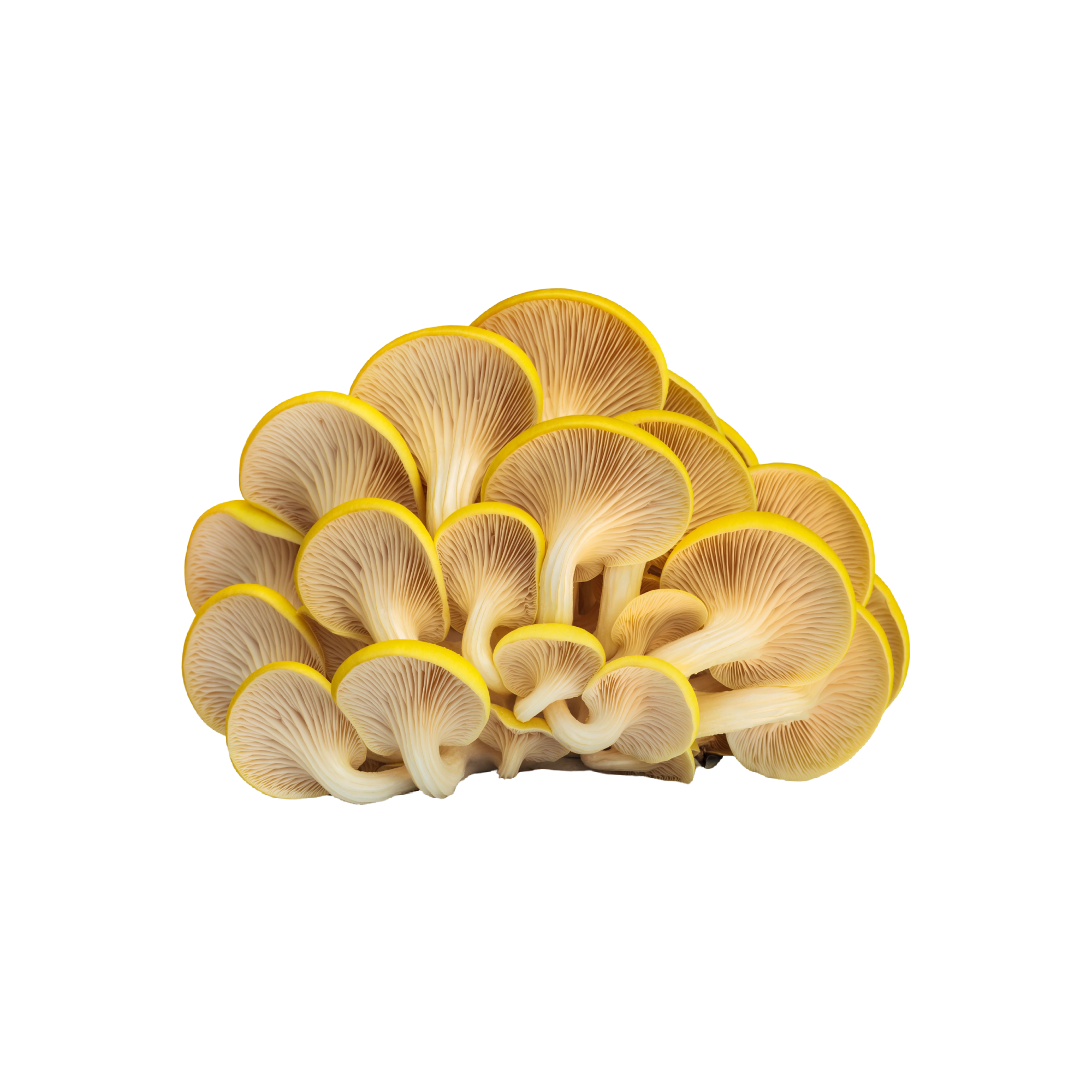 Gaminiai – Pjaunu Grybą