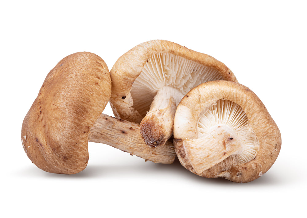 Shiitake (Šitake) grybai (Valgomasis dantenis) - ūkis "Pjaunu Grybą"